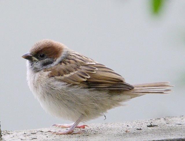 Why are there fewer and fewer sparrows now? But few people in China eat ...