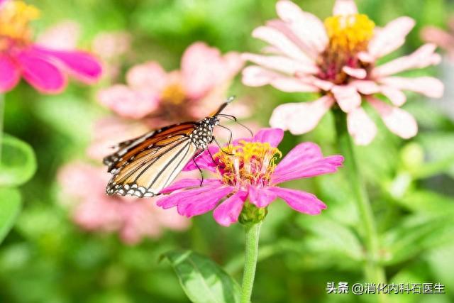 Coco Lee turned into a butterfly to thank everyone? Or reincarnation ...