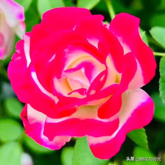 Share pictures - the delicate and charming rose flowers in various ...