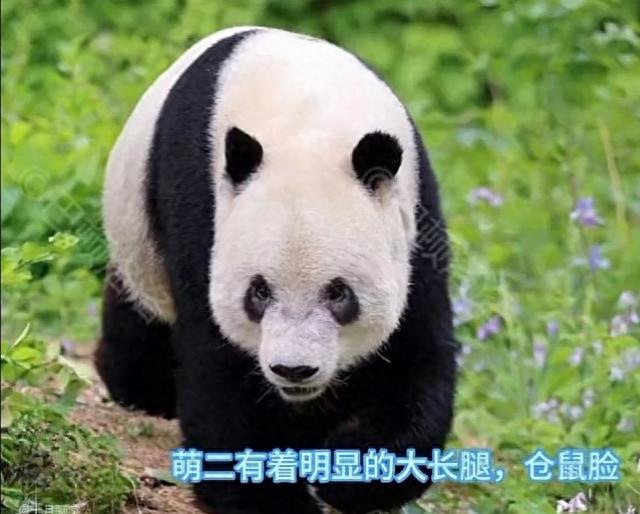 The giant panda Meng Er became popular. As the second brother of ...