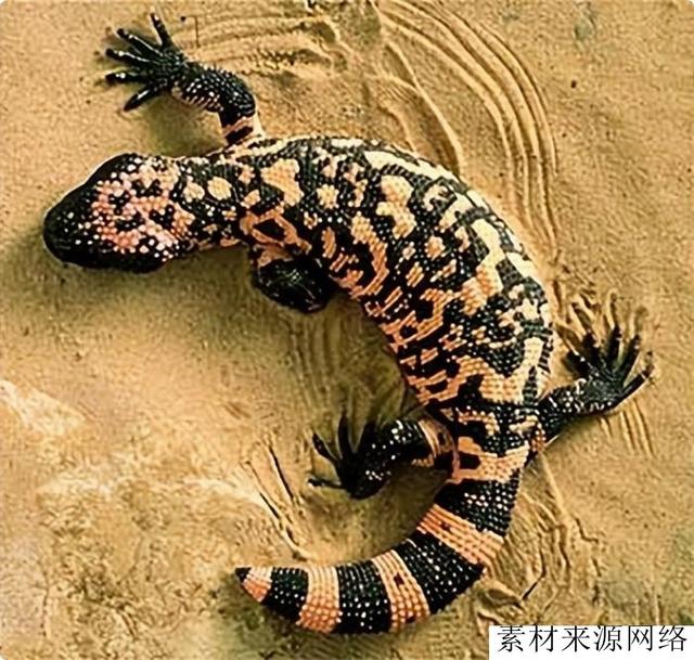 The Mexican Gila Monster has rough and thick scales. Why can it survive ...