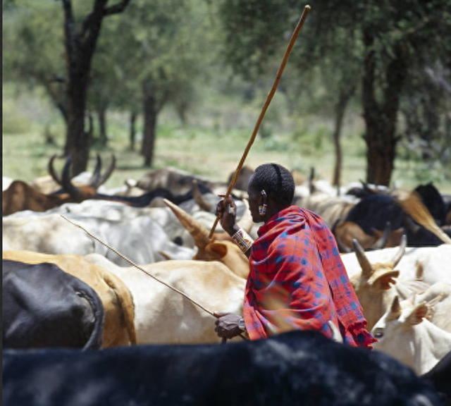 As the king of the grassland, why are lions afraid of the Maasai people ...
