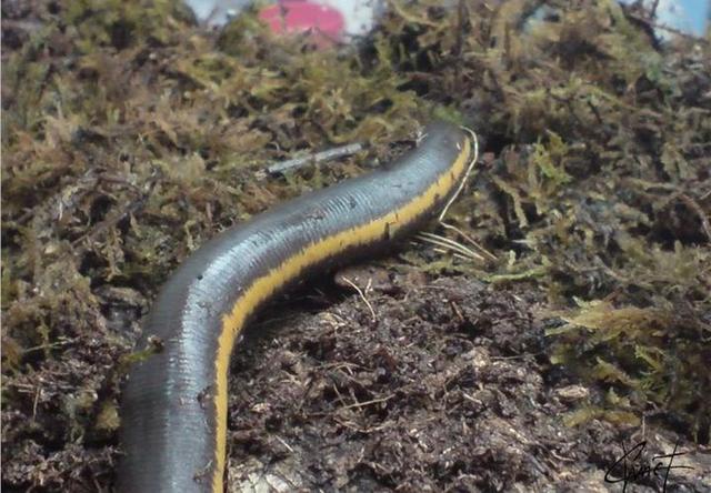 The "two-headed snake" in the mountains is yellow and black and covered ...