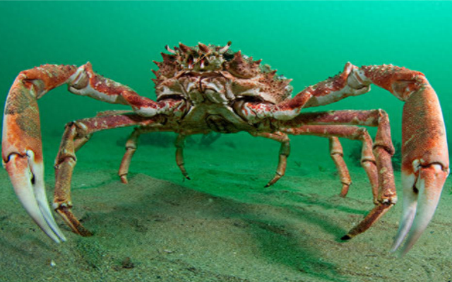 How terrifying are mutated animals affected by nuclear radiation ...