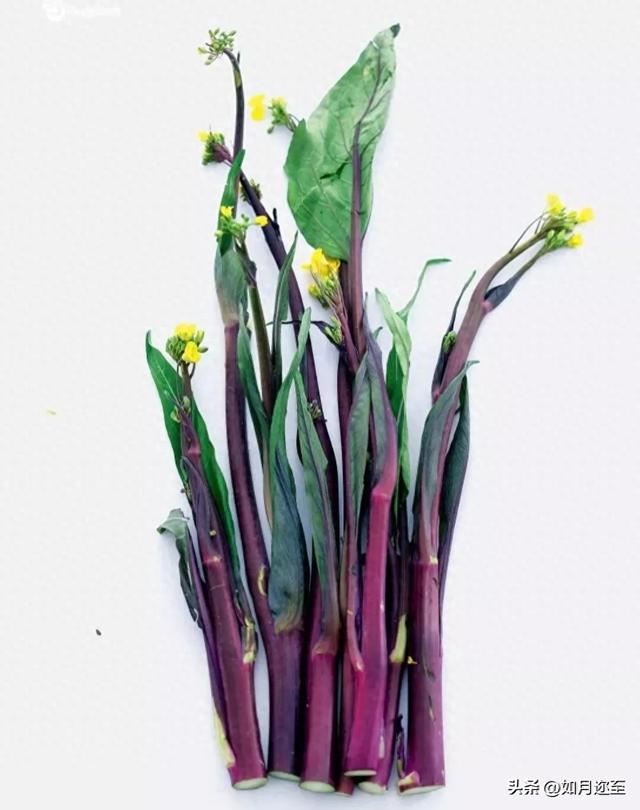 Red cabbage moss, I fall in love with it when I see it. How can I not ...